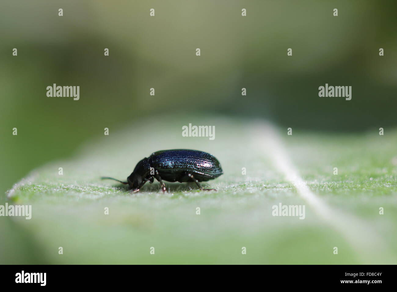 Beetle On Leaf Stock Photo - Alamy