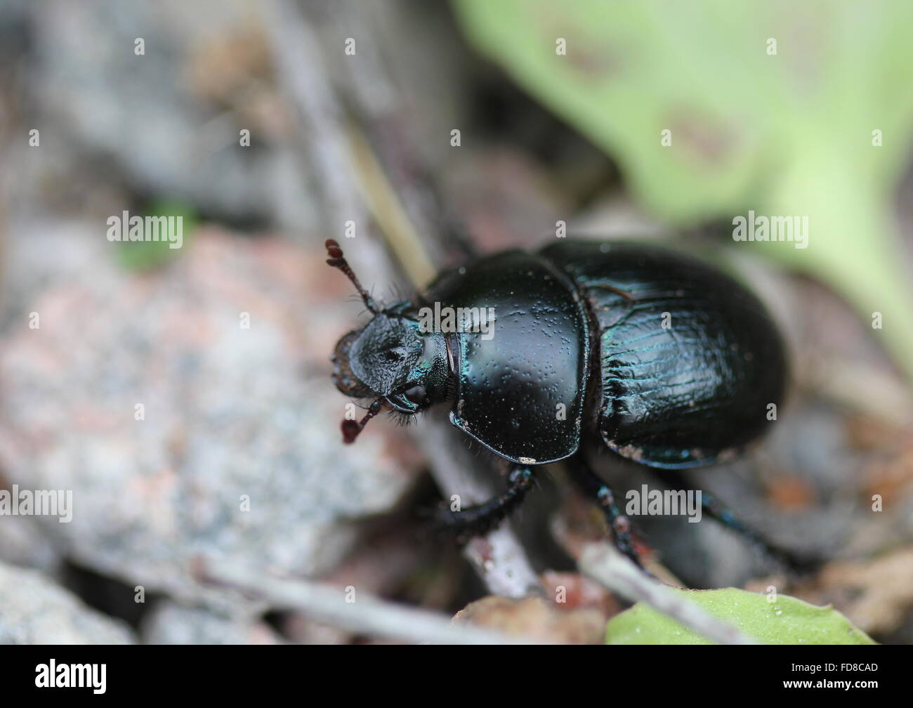 Dung Beetle Forest High Resolution Stock Photography and Images - Alamy