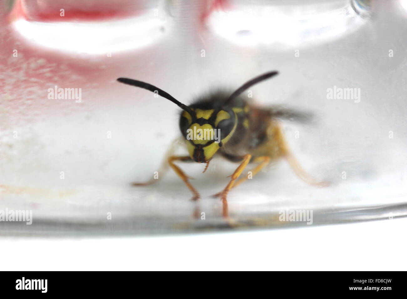 Close-Up Of Insect Inside Drinking Glass Stock Photo - Alamy