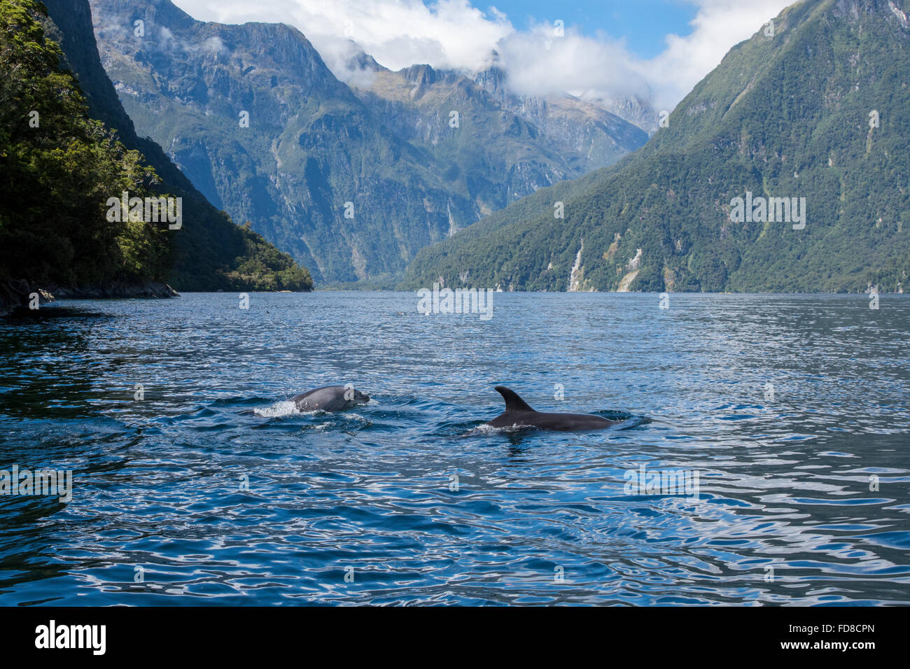 New Zealand, South Island, Fiordland National Park, Milford Sound ...