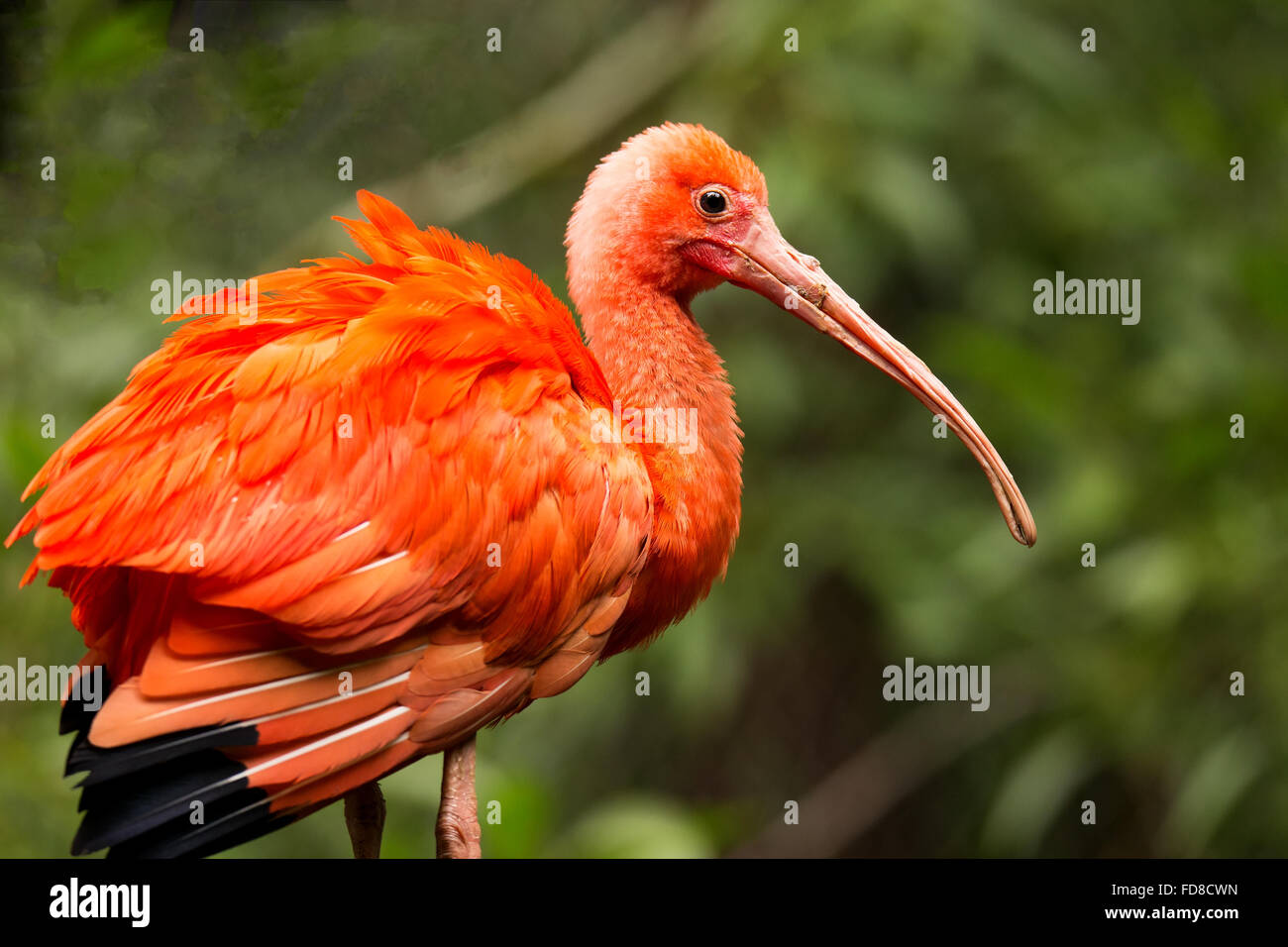 Scarlet Ibis (Eudocimus ruber Stock Photo - Alamy