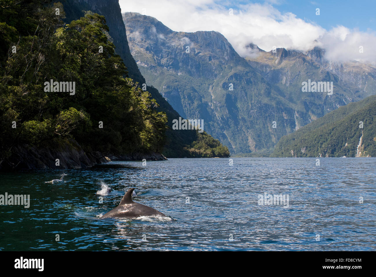 New Zealand, South Island, Fiordland National Park, Milford Sound ...