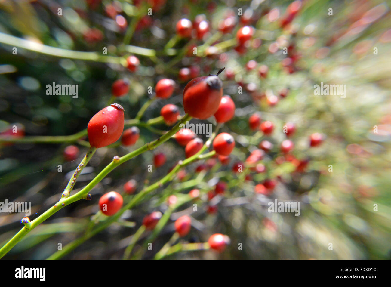 Wild fruit hi-res stock photography and images - Alamy