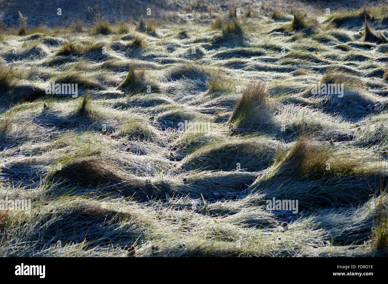 Growth grass field nature hi-res stock photography and images - Alamy