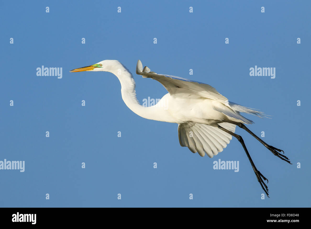 Great Egret (Ardea alba) flying in blue sky Stock Photo - Alamy