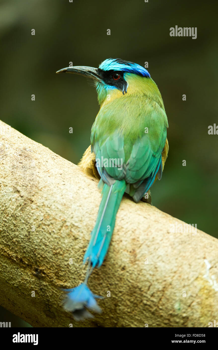 Blue crowned motmot momotus momota hi-res stock photography and images ...