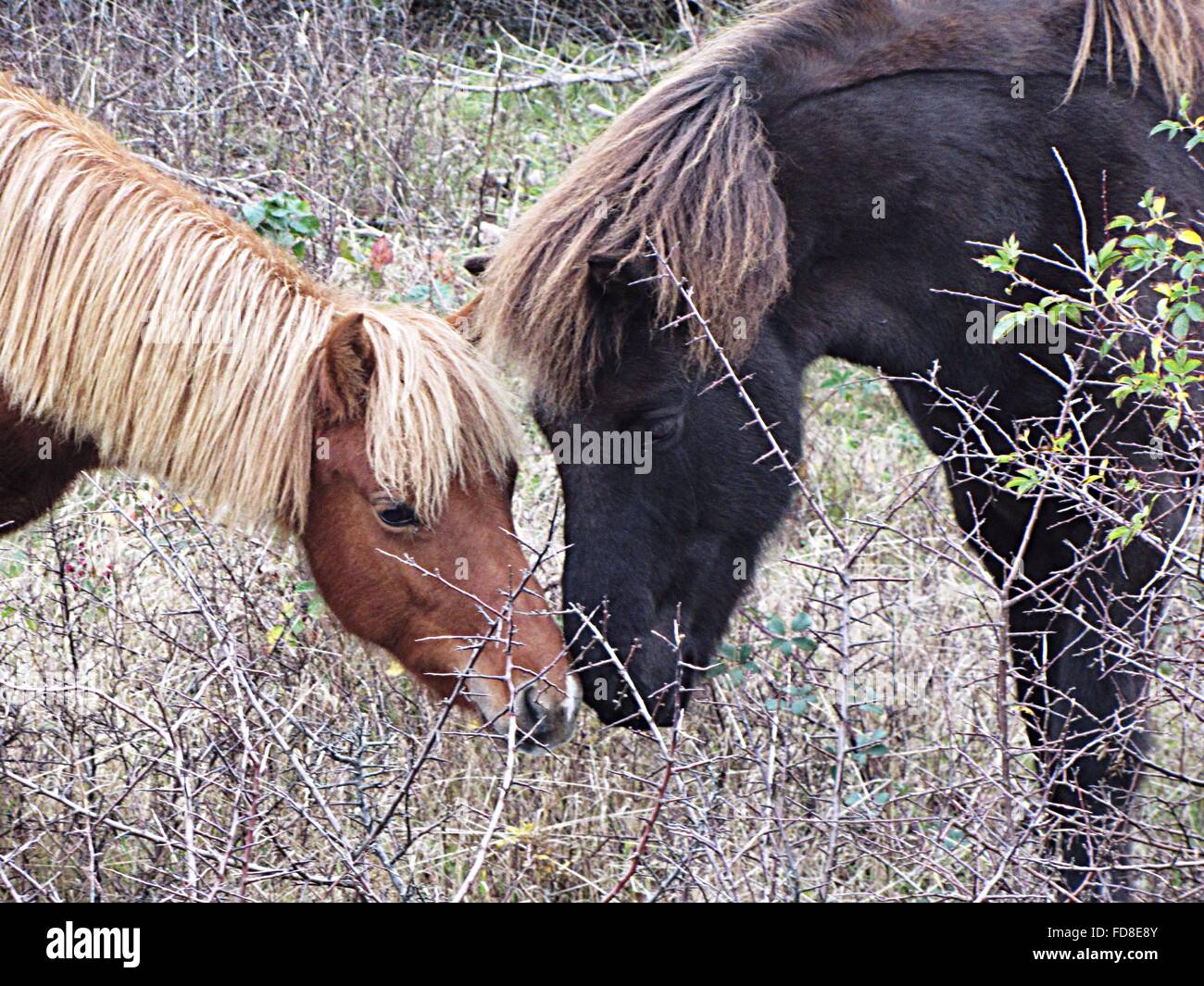 Horses mating hi-res stock photography and images - Alamy