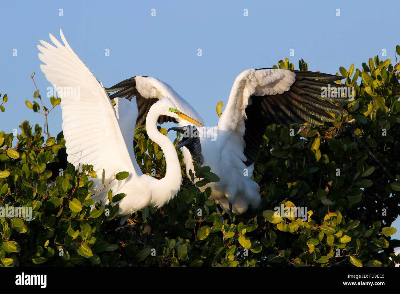 Great Egret and Wood stork fighting Stock Photo - Alamy