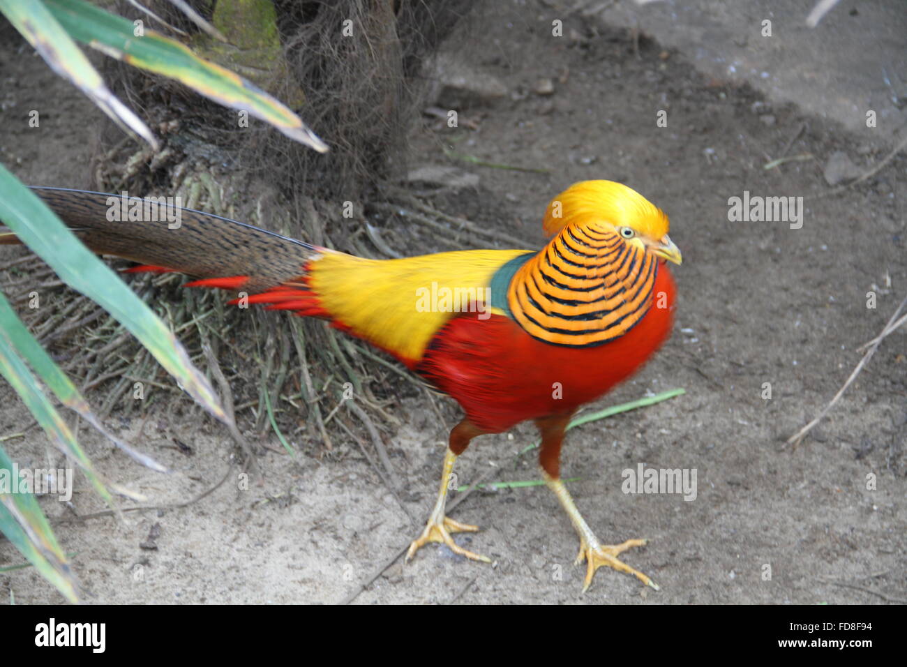 Wild golden pheasant hi-res stock photography and images - Alamy