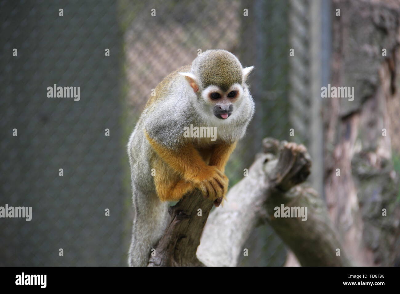 Monkey tree hi-res stock photography and images - Alamy