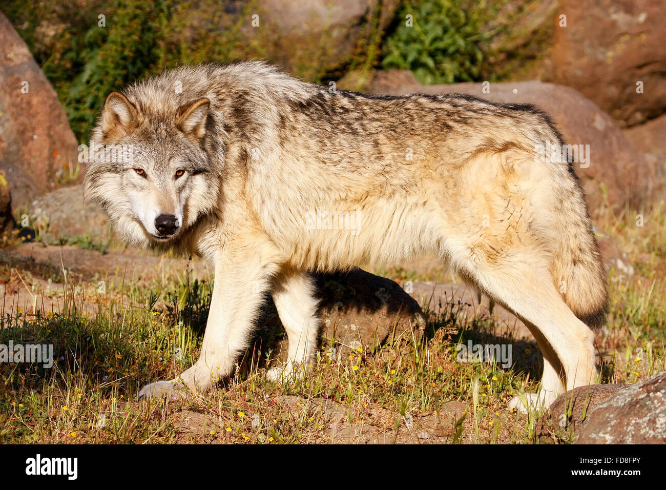 Gray wolf (Canis lupus) standing near rocks Stock Photo - Alamy
