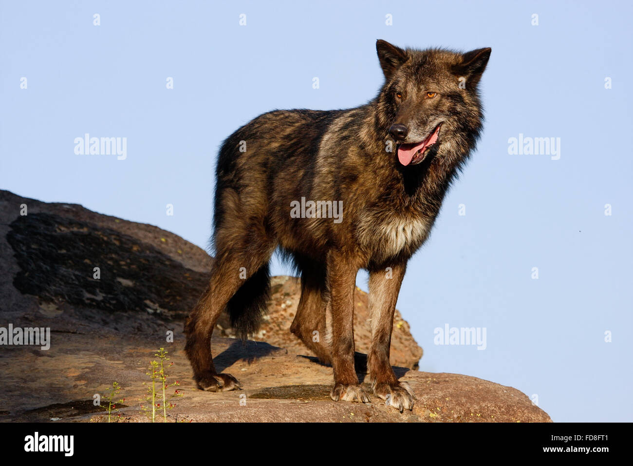 Grey wolf standing on rocks hi-res stock photography and images - Alamy
