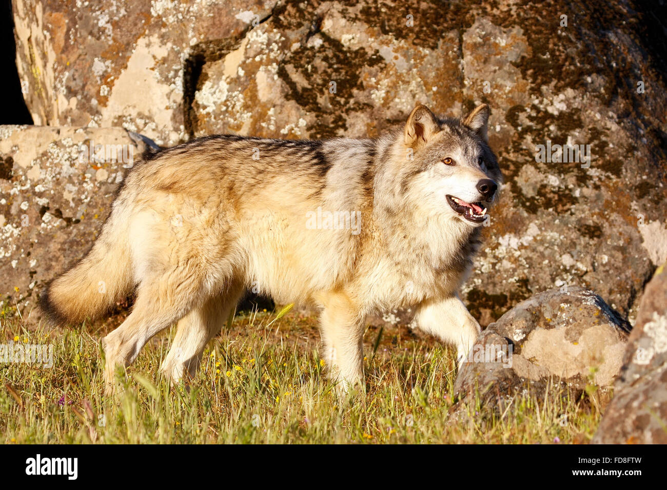 Grey wolf standing hi-res stock photography and images - Alamy