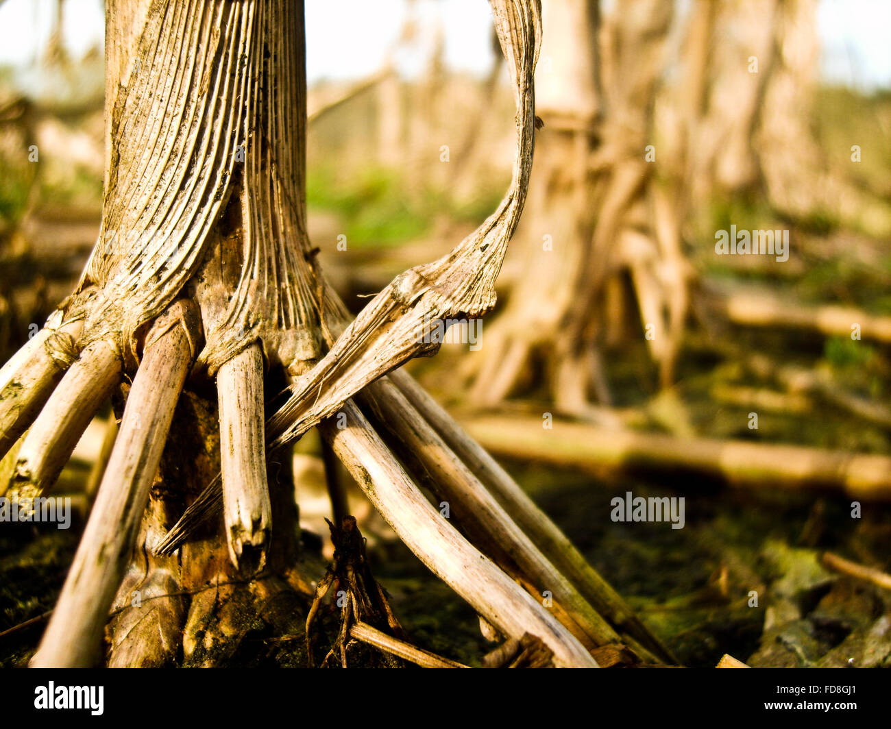 Close-Up Of Dead Plant On Field Stock Photo - Alamy