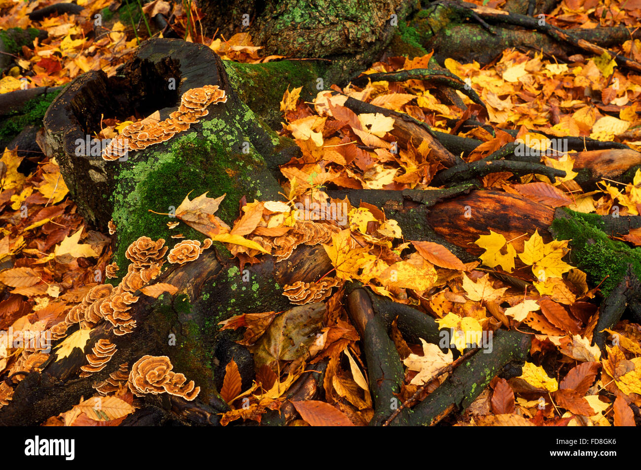 Stump Roots High Resolution Stock Photography and Images - Alamy