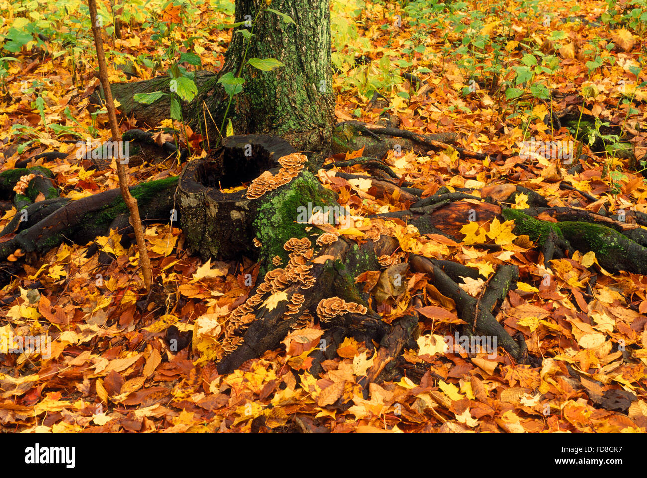 Stump Roots High Resolution Stock Photography and Images - Alamy