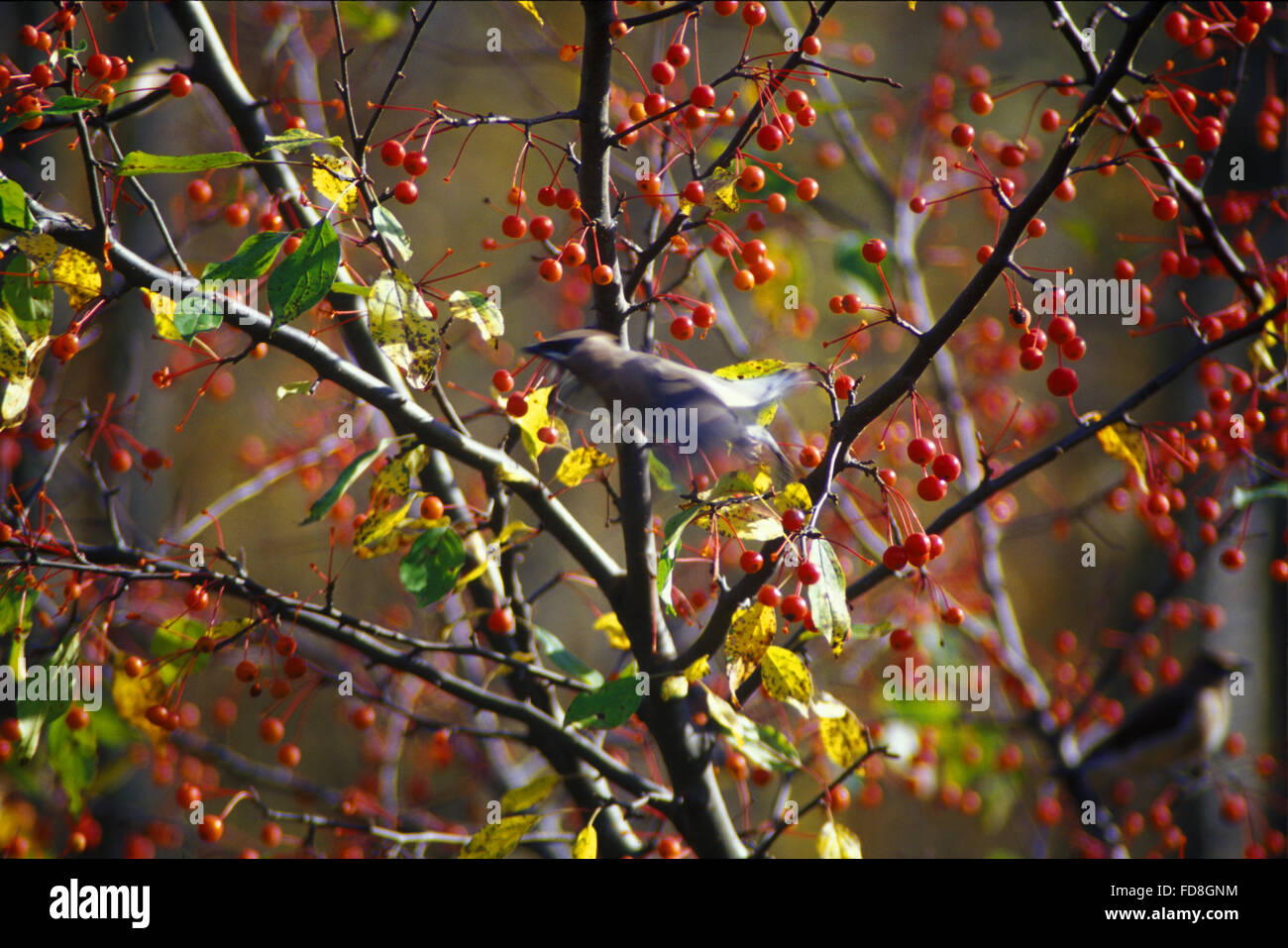 Cherry bird tree hi-res stock photography and images - Alamy