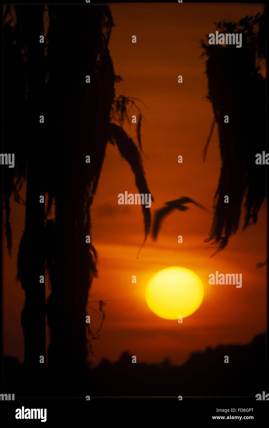 Sunset bird hi-res stock photography and images - Alamy