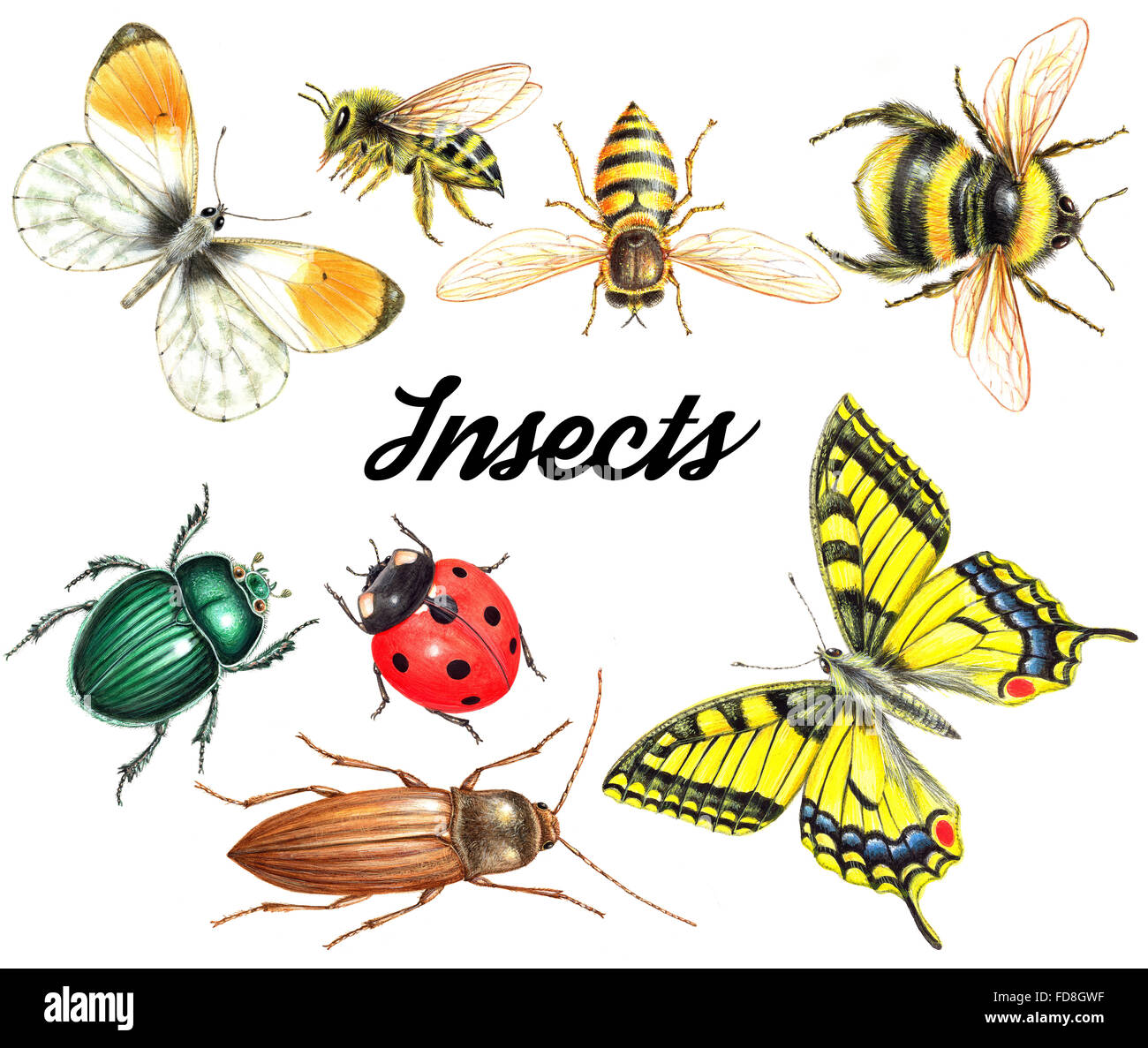 Water beetles Cut Out Stock Images & Pictures - Alamy