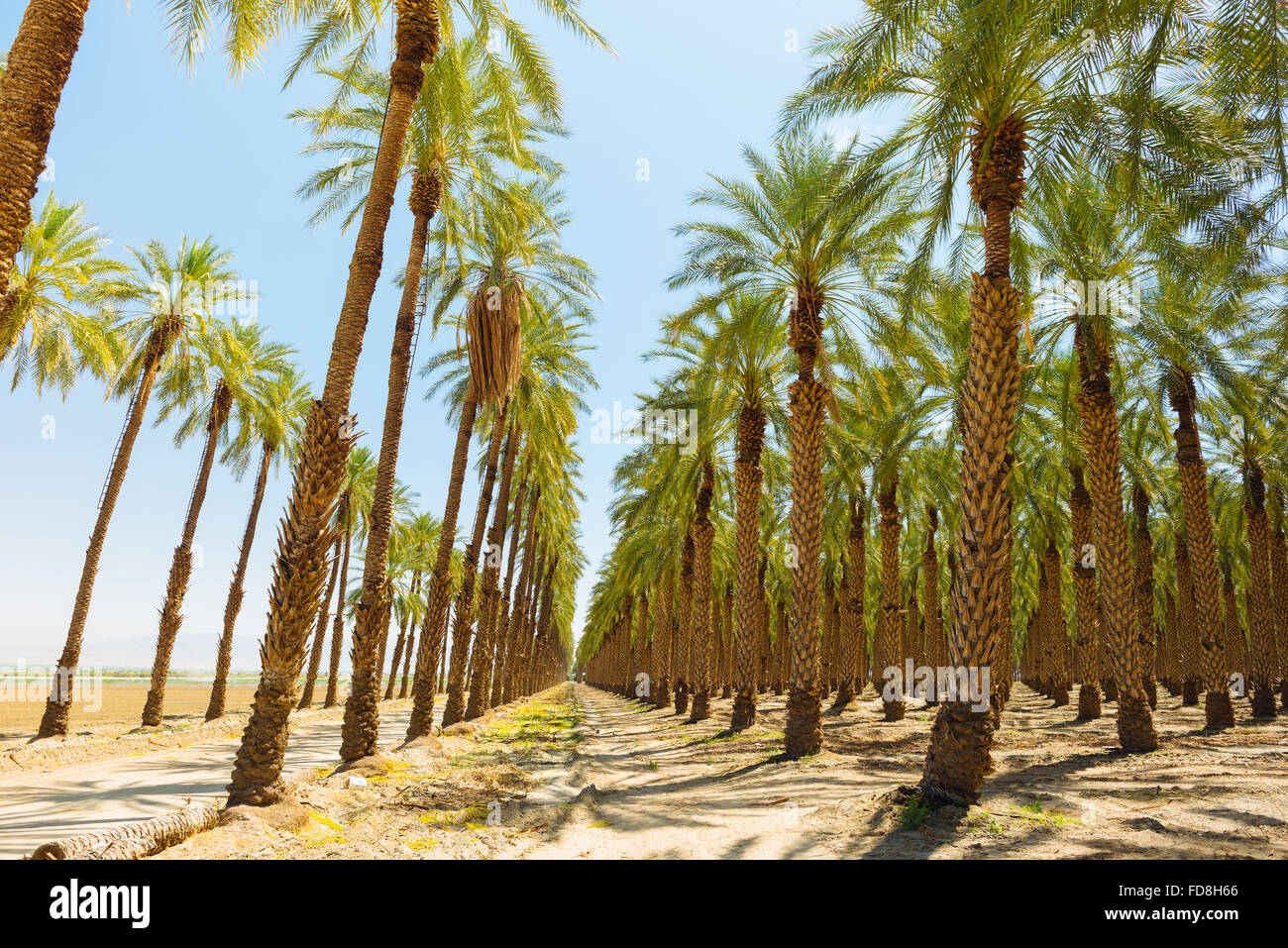 California Fan Palm Tree High Resolution Stock Photography and Images ...