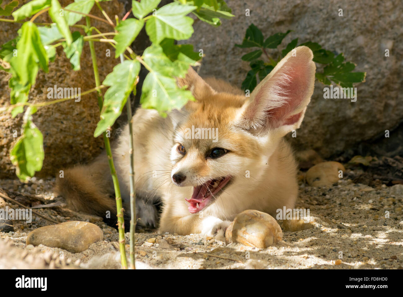 Baby Fennec Fox Wallpaper