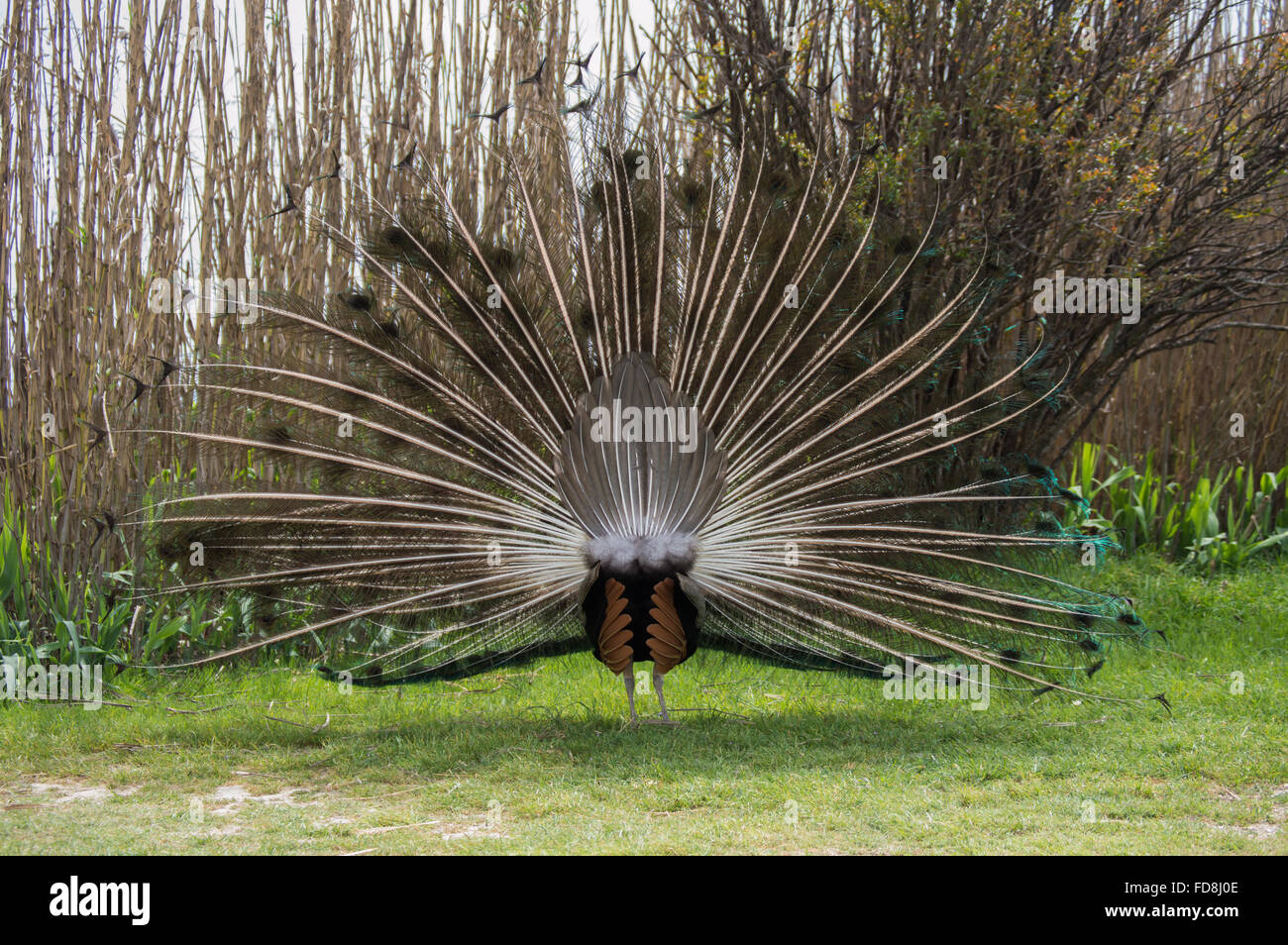 Mating ritual hi-res stock photography and images - Alamy