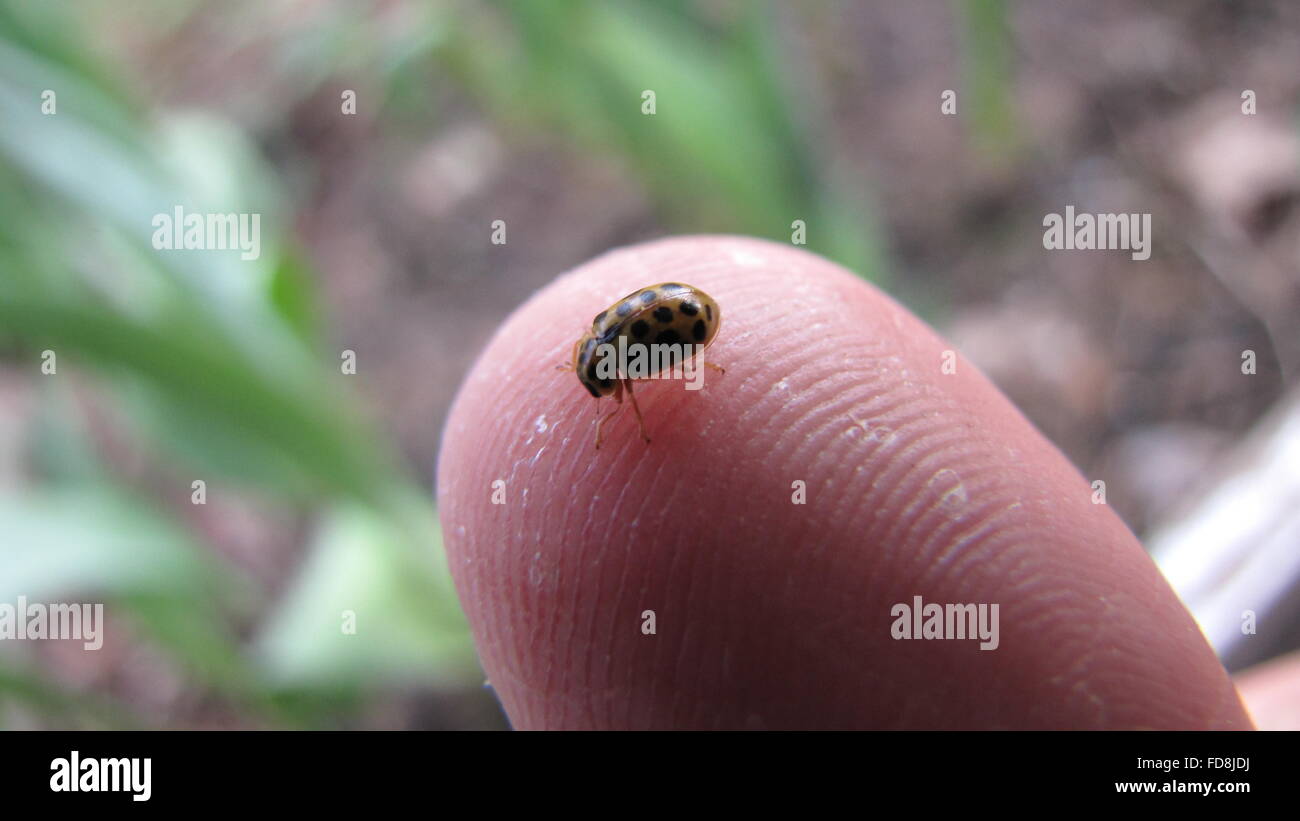 Human finger the human body hi-res stock photography and images - Alamy