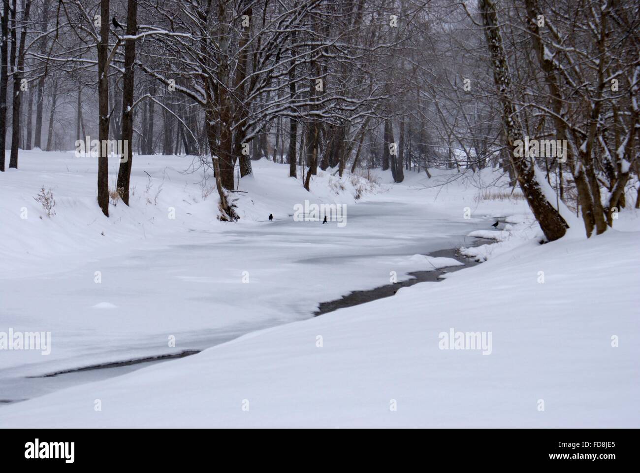 Snowy creek with birds scampering around on the frozen creek in the ...
