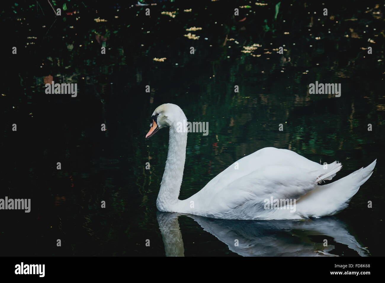 Swan Floating On Water Stock Photo - Alamy