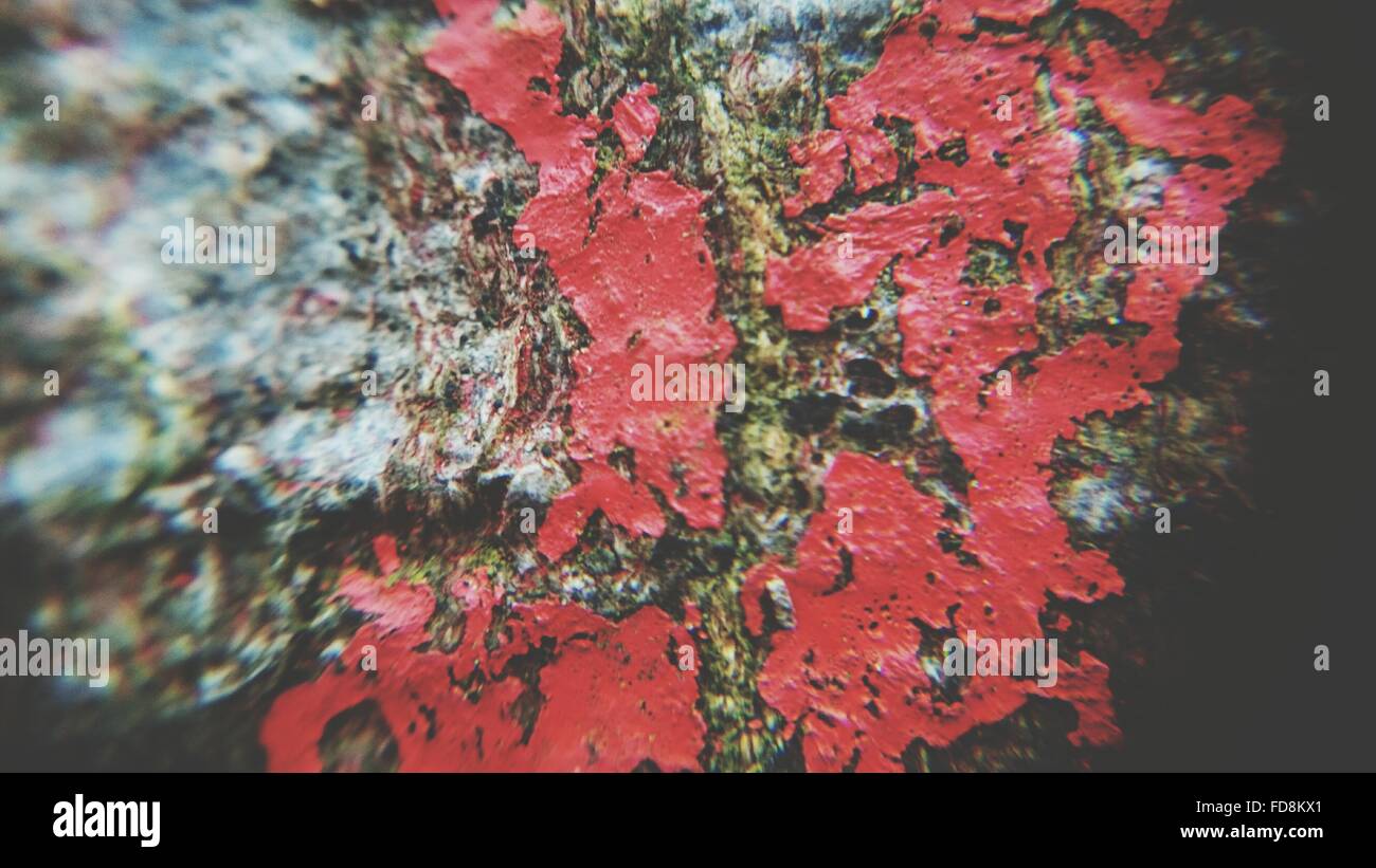 Close-Up Of Algae On Rock Stock Photo - Alamy
