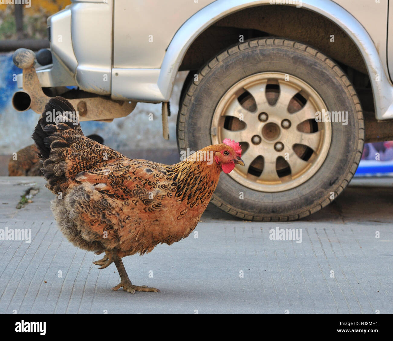 Bird car hi-res stock photography and images - Alamy