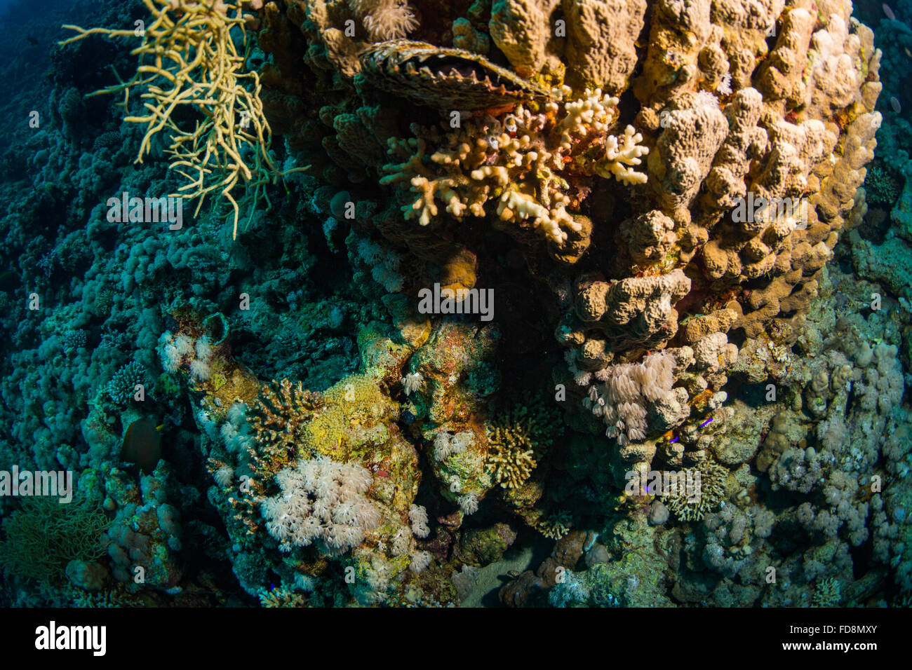 The reefs of the Red Sea Stock Photo - Alamy