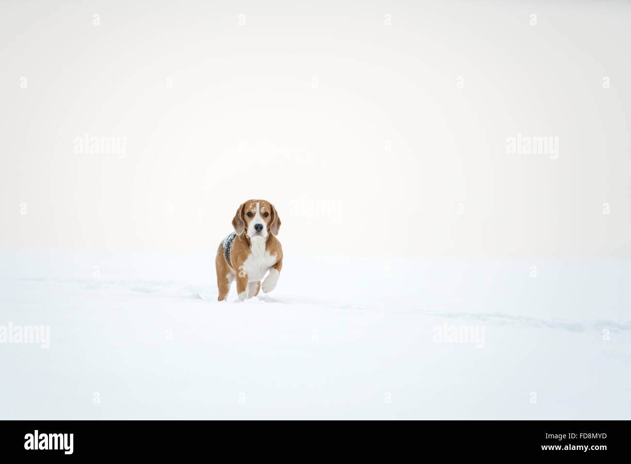 Beagle hunting dog hi-res stock photography and images - Alamy