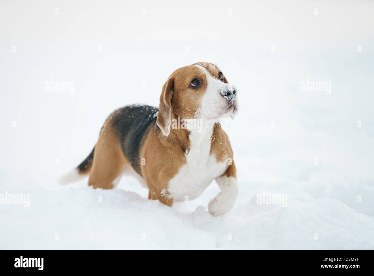 beagle dog outdoor portrait walking in snow Stock Photo - Alamy