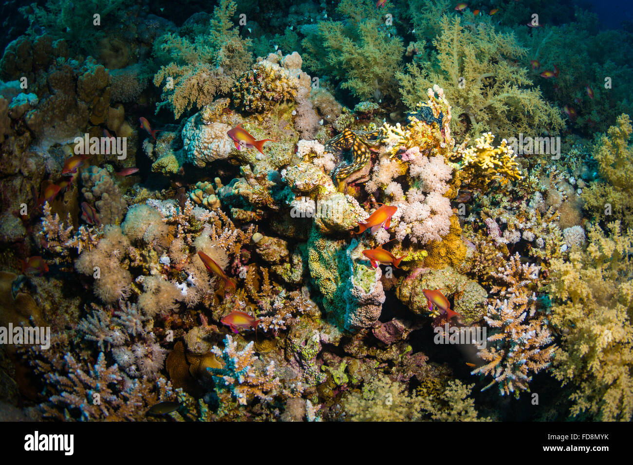 The reefs of the Red Sea Stock Photo - Alamy