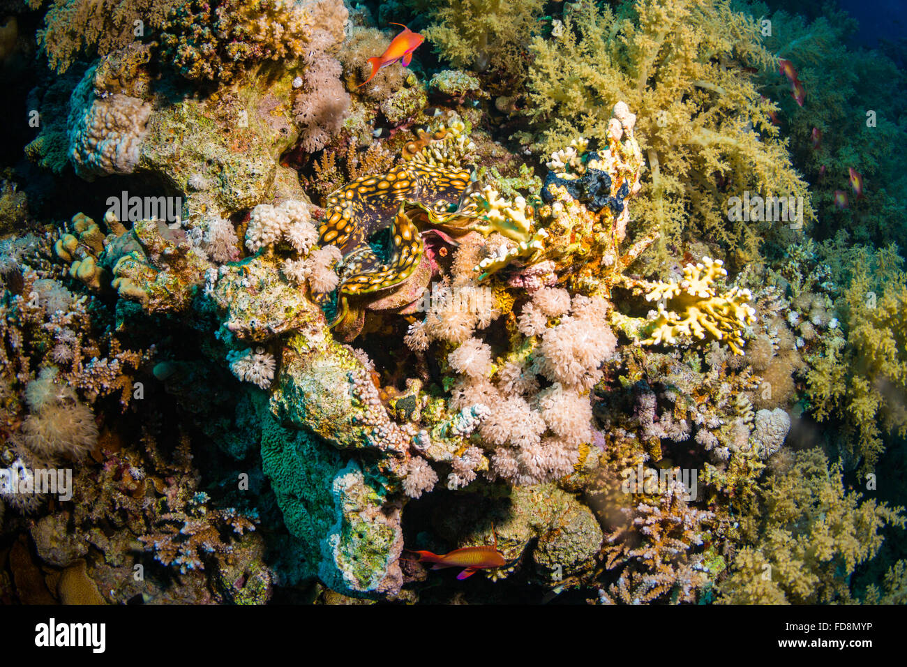 The reefs of the Red Sea Stock Photo - Alamy