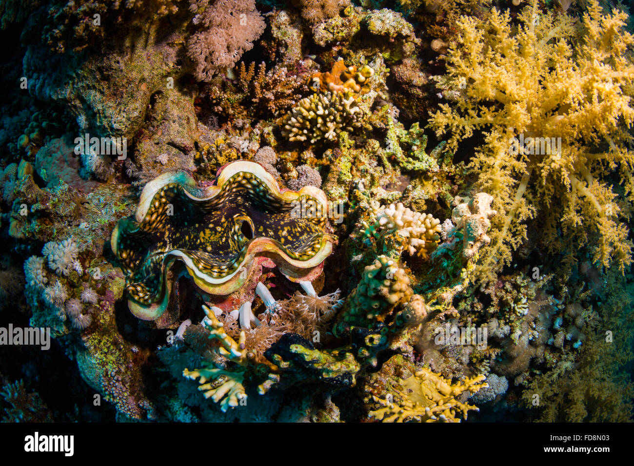 The reefs of the Red Sea Stock Photo - Alamy