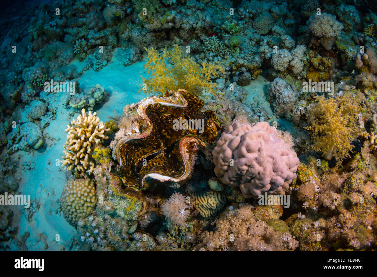 The reefs of the Red Sea Stock Photo - Alamy