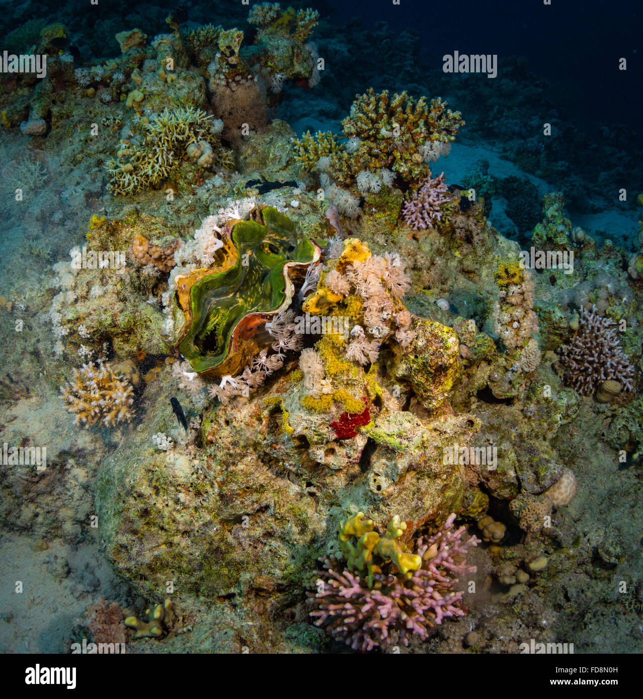 The reefs of the Red Sea Stock Photo - Alamy