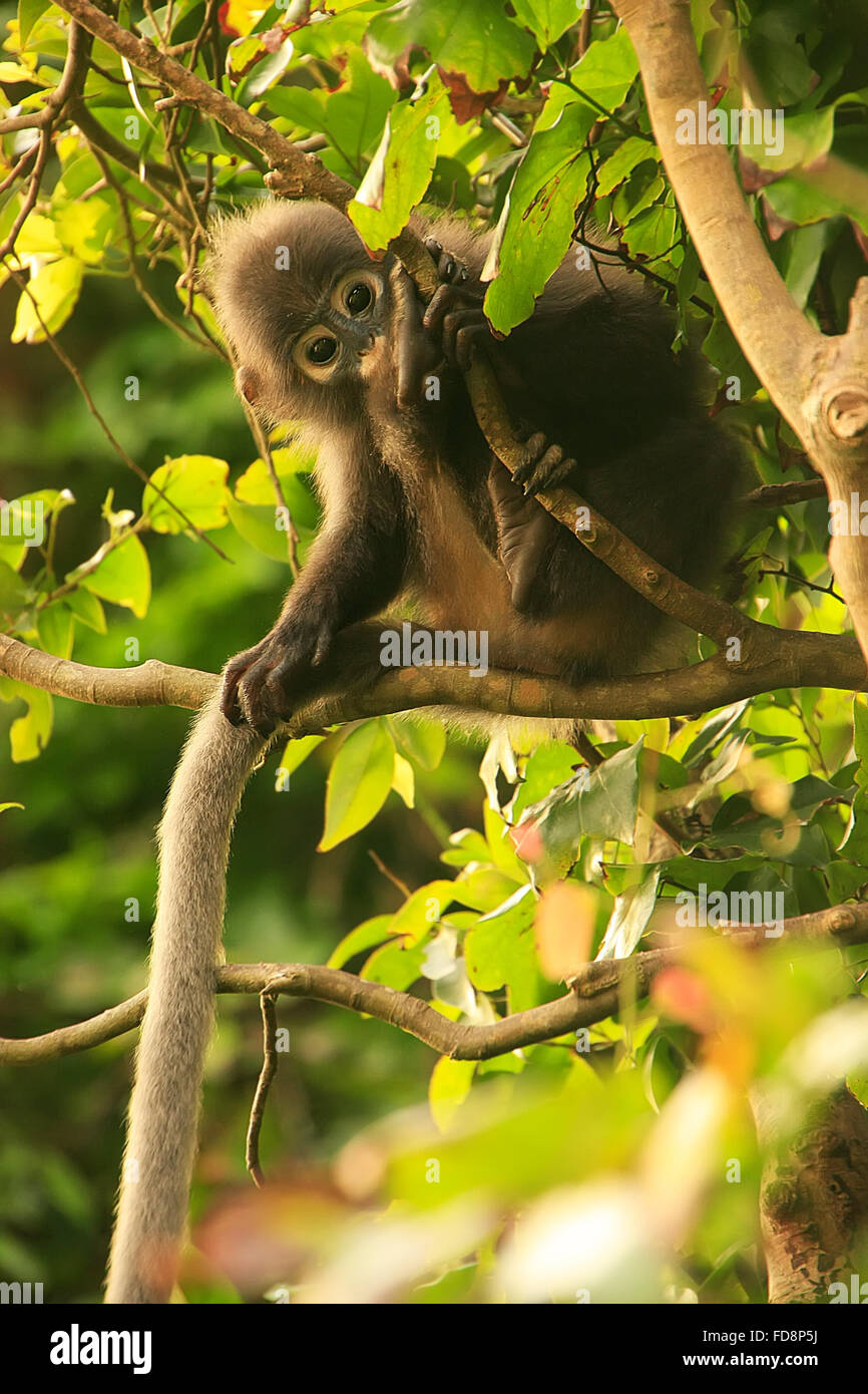 Young Spectacled langur sitting in a tree, Wua Talap island, Ang Thong ...