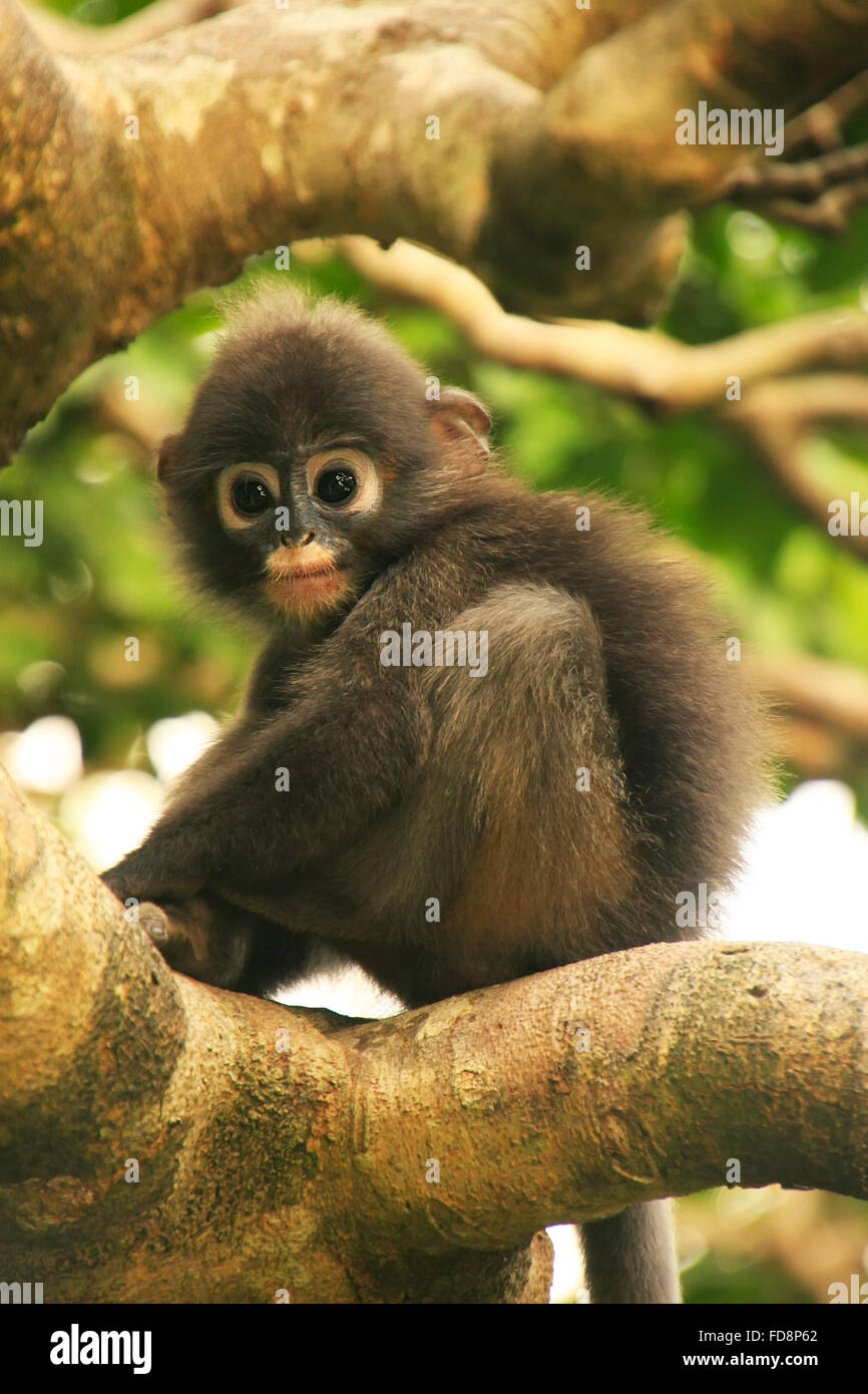 Wua talab island, ang thong hi-res stock photography and images - Alamy