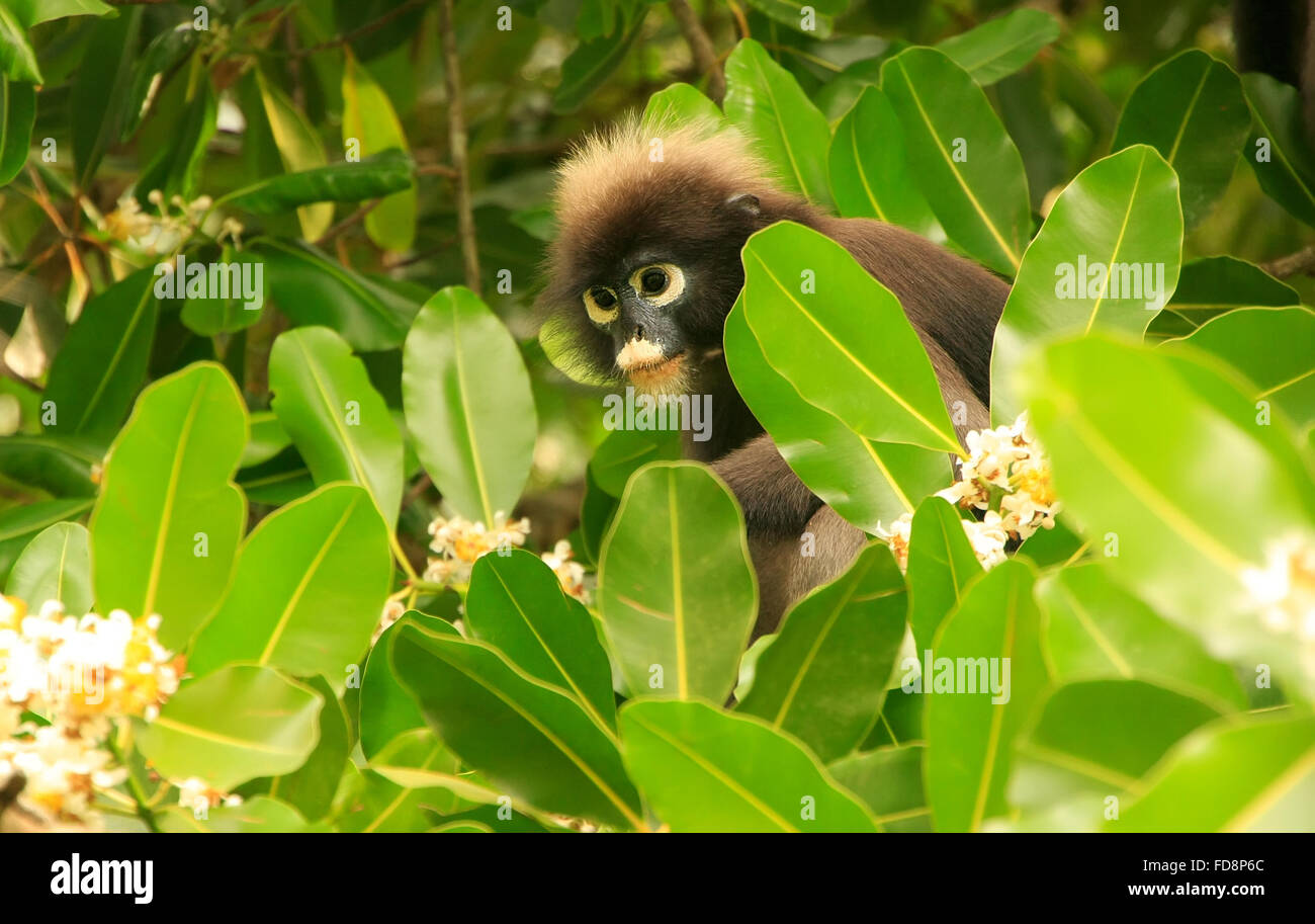 Spectacled langur sitting in a tree, Wua Talap island, Ang Thong ...