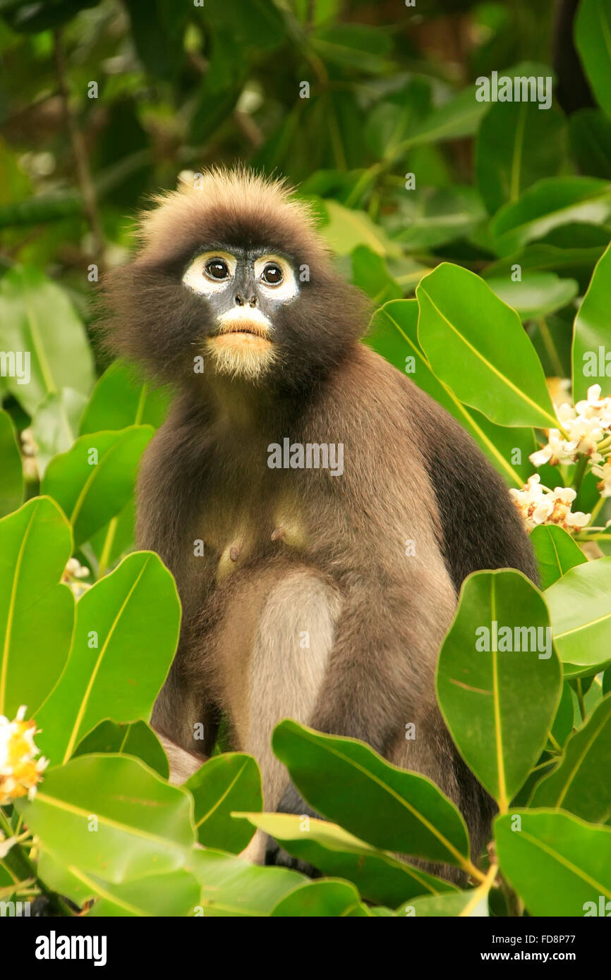 Spectacled langur sitting in a tree, Wua Talap island, Ang Thong ...