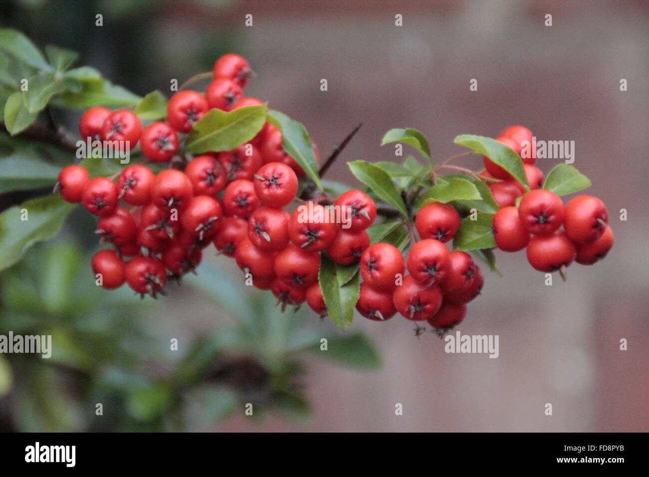 Close-Up Of Holly Berries Growing On Plant Stock Photo - Alamy