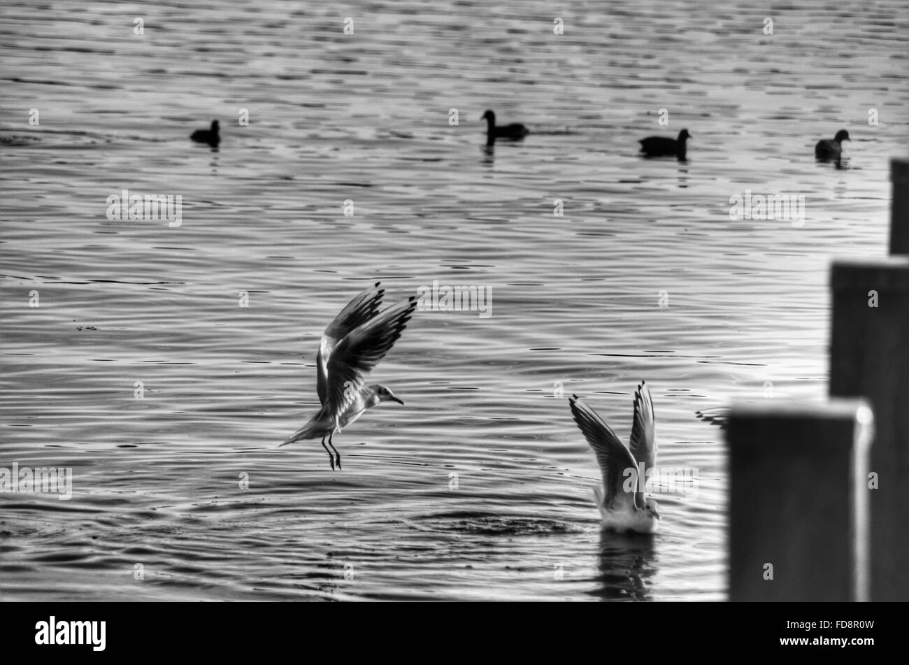 Birds over water hi-res stock photography and images - Alamy