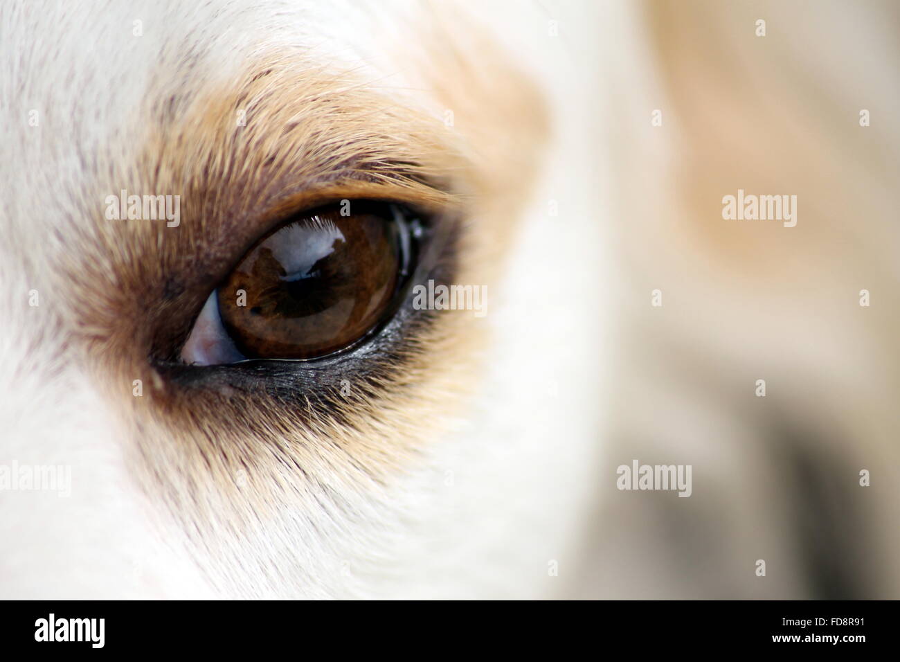 Eye to body hi-res stock photography and images - Alamy