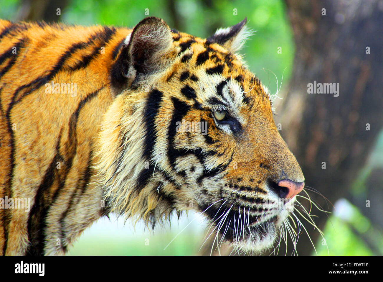 Side View Of Tiger In Forest Stock Photo - Alamy