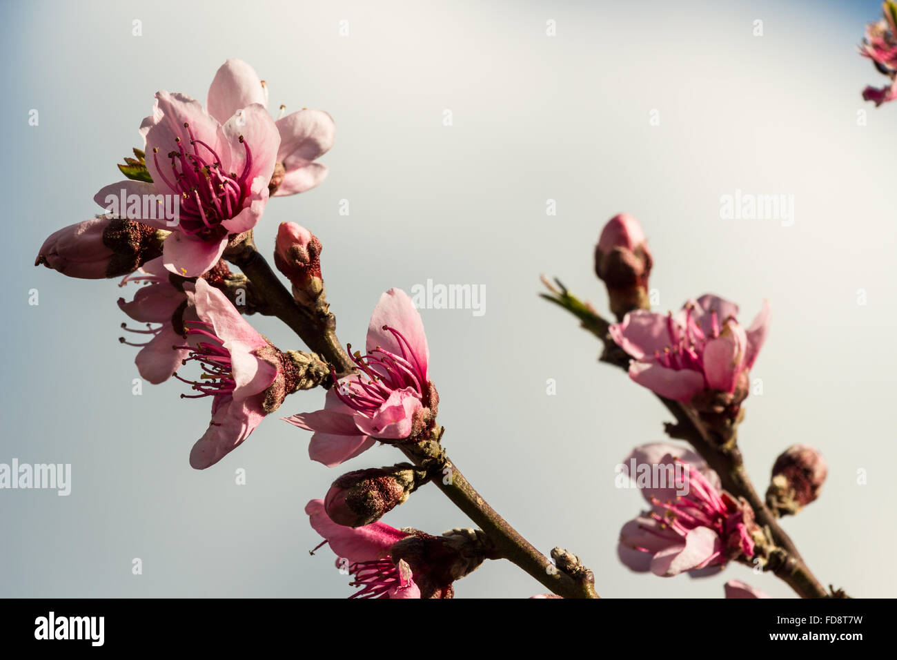 The peach flowers in a beautiful spring Stock Photo - Alamy