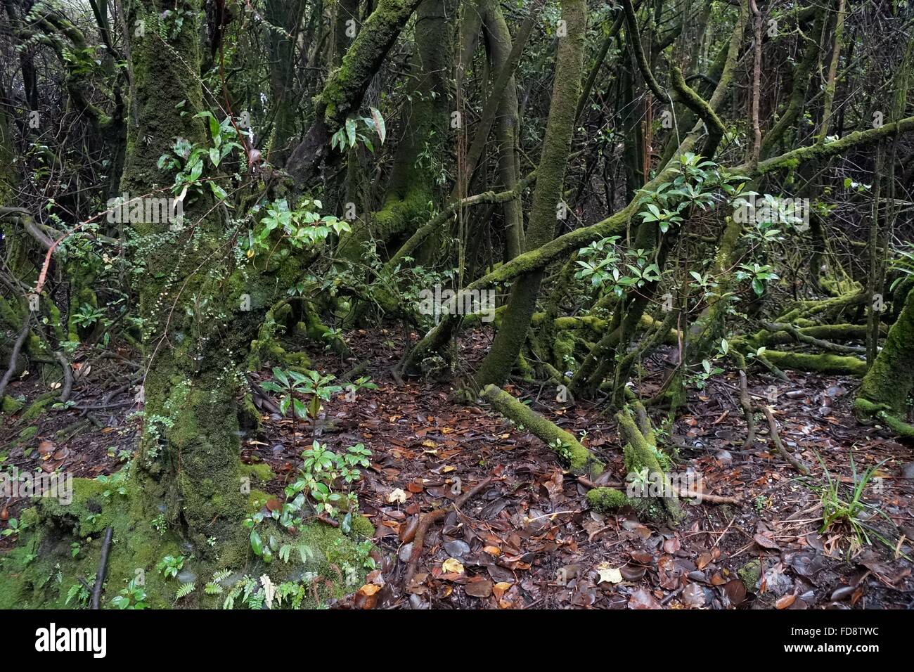 Tropical cloud forest vegetation detail after the rain Stock Photo - Alamy