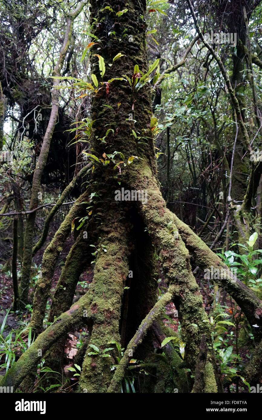 Wet humid tropical rainforest hi-res stock photography and images - Alamy
